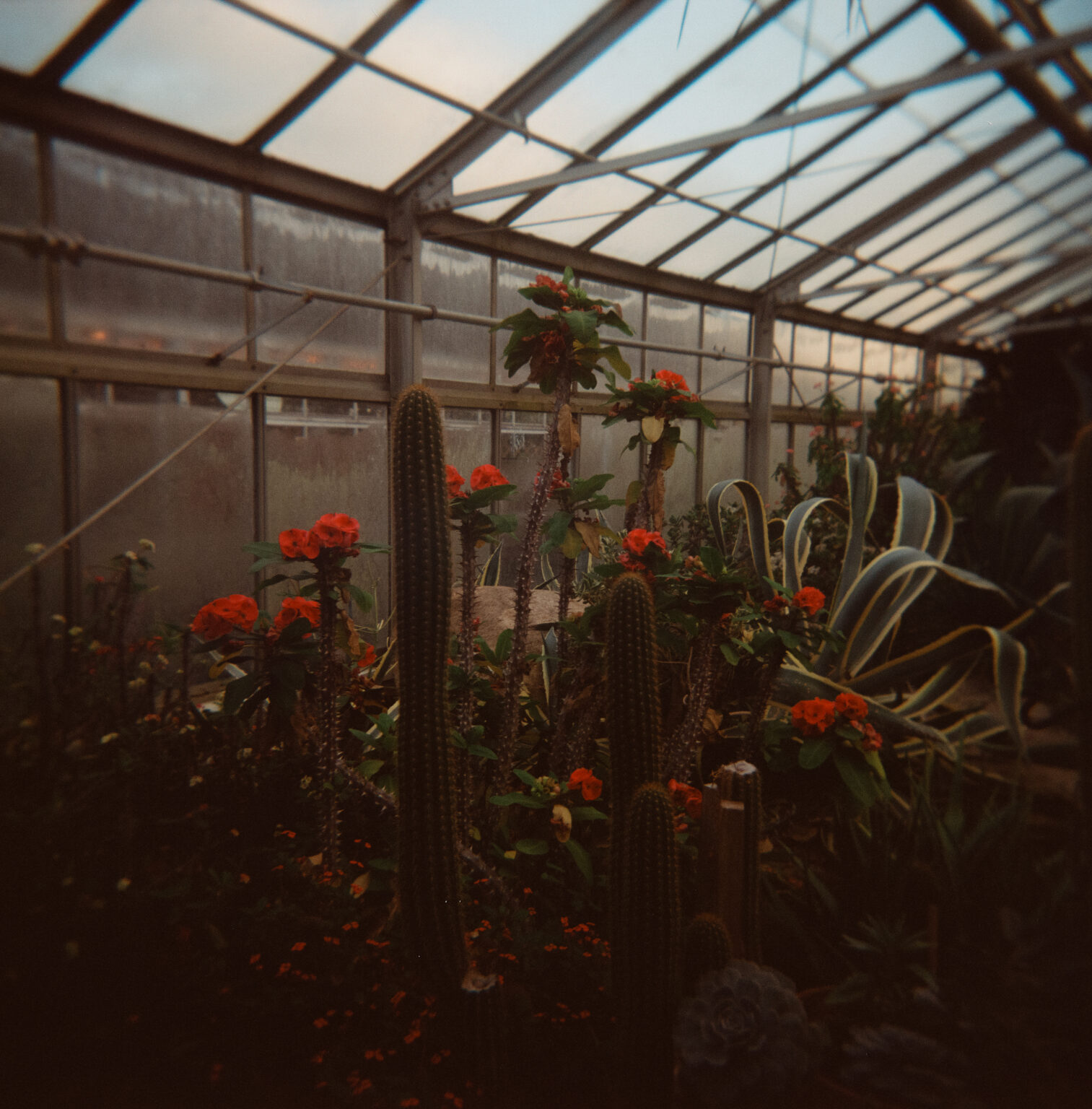 A Winter Wedding at Roger Williams Park Botanical Center | Showit Blog