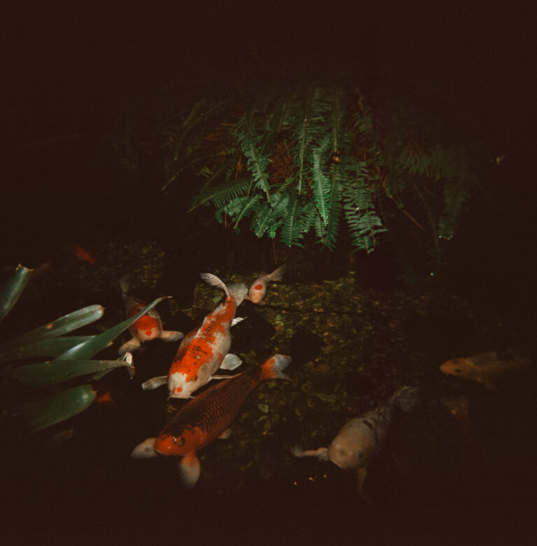 A Winter Wedding at Roger Williams Park Botanical Center | Showit Blog